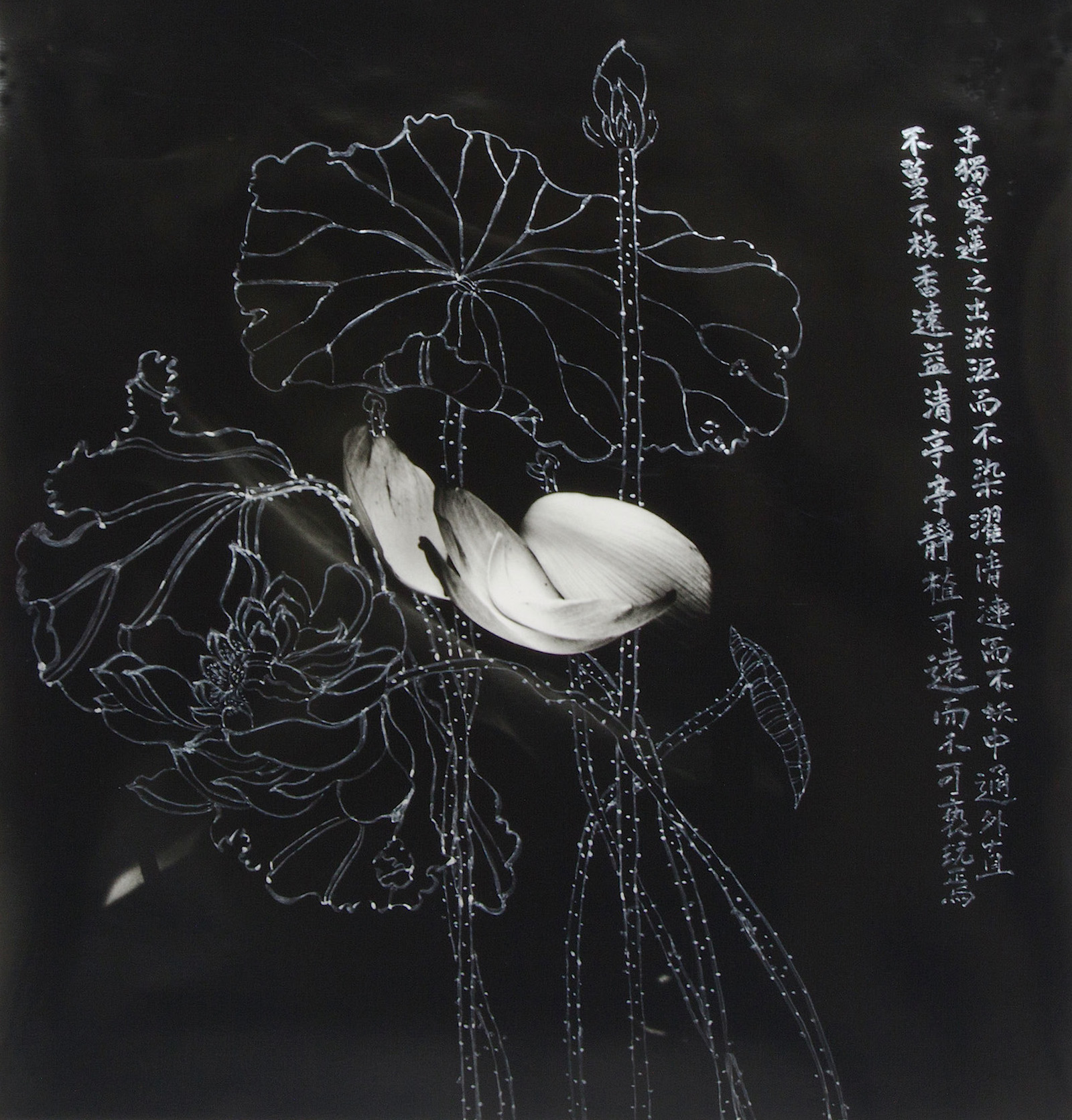 Chung-Ping Cheng: Love Lotus Essay – SHOEBOX PROJECTS